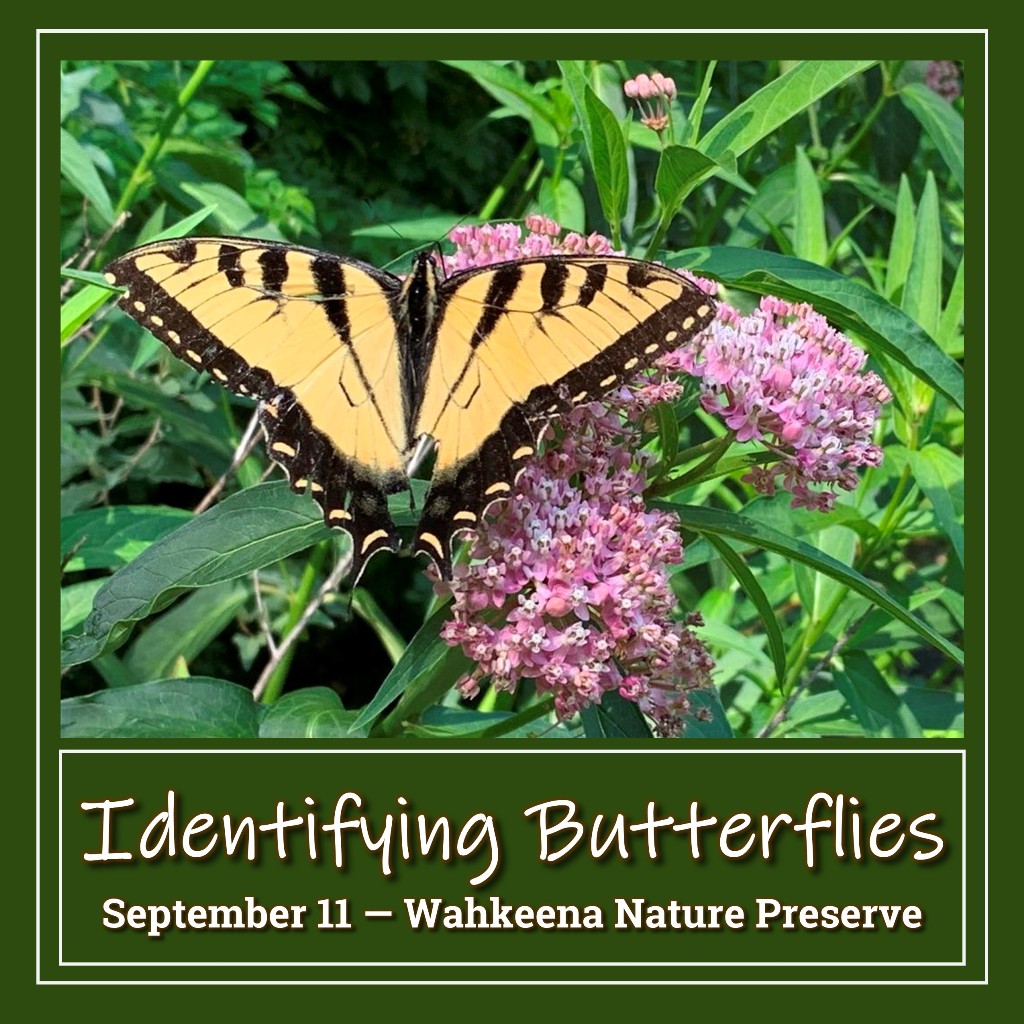 Identifying Butterflies (CANCELED) – Fairfield County Park District