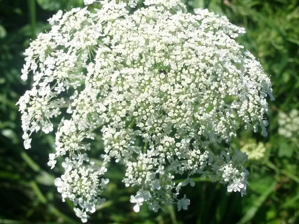 Events – Fairfield County Park District